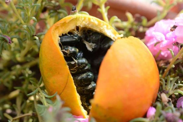 野生瓜蒌长什么样_野生瓜蒌图片大全-第2张图片-山城妙识 野生瓜蒌长什么样_野生瓜蒌图片大全-第2张图片-山城妙识