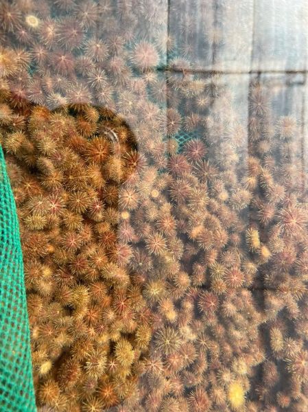 马粪海胆怎么挑选_马粪海胆多少钱一斤-第1张图片-山城妙识