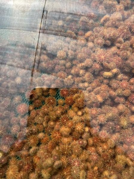 马粪海胆怎么挑选_马粪海胆多少钱一斤-第2张图片-山城妙识