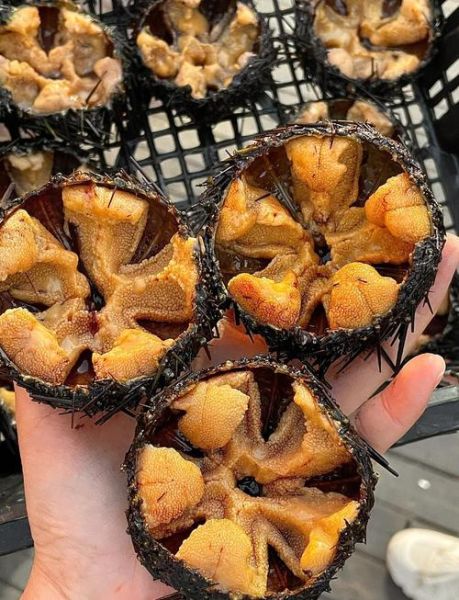 马粪海胆怎么挑选_马粪海胆多少钱一斤-第3张图片-山城妙识