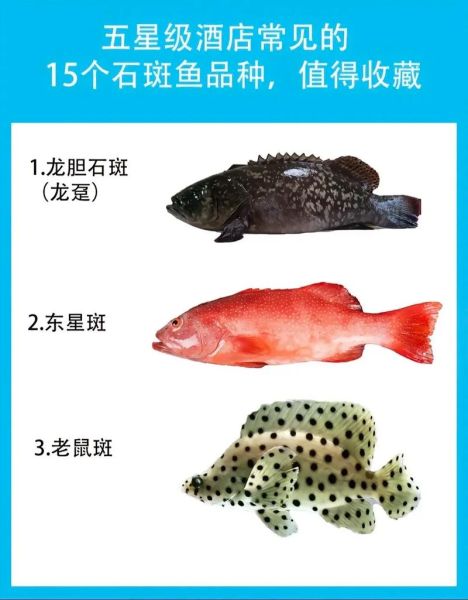 石斑鱼价格排名_为什么石斑鱼价格差异这么大-第2张图片-山城妙识 石斑鱼价格排名_为什么石斑鱼价格差异这么大-第2张图片-山城妙识