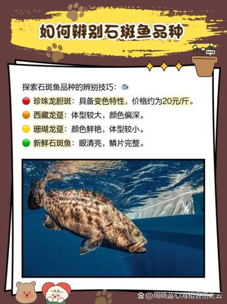 石斑鱼价格排名_为什么石斑鱼价格差异这么大-第1张图片-山城妙识 石斑鱼价格排名_为什么石斑鱼价格差异这么大-第1张图片-山城妙识