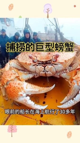 世界上最大的螃蟹是什么_它到底有多大-第1张图片-山城妙识 世界上最大的螃蟹是什么_它到底有多大-第1张图片-山城妙识