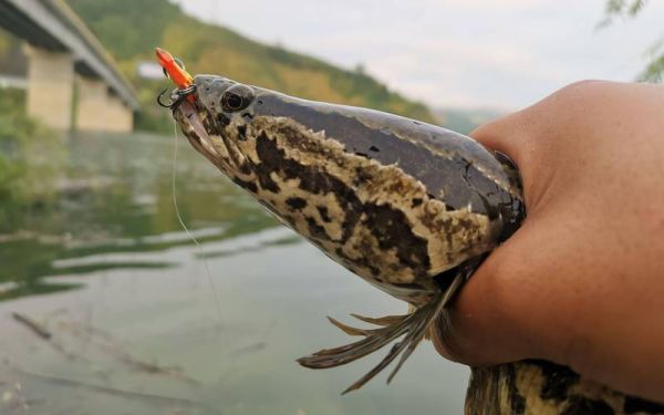 黑鱼图片大全大图唯美_黑鱼高清壁纸怎么找-第2张图片-山城妙识