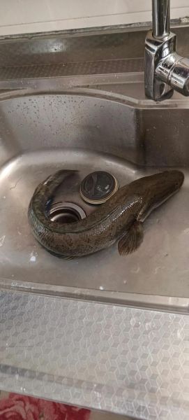 黑鱼图片大全大图唯美_黑鱼高清壁纸怎么找-第3张图片-山城妙识