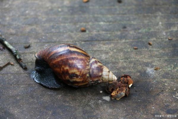 非洲大蜗牛可以吃吗_非洲大蜗牛怎么烹饪-第1张图片-山城妙识 非洲大蜗牛可以吃吗_非洲大蜗牛怎么烹饪-第1张图片-山城妙识