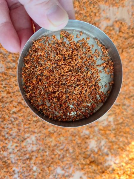 自制桂花茶的做法_桂花茶怎么保存-第3张图片-山城妙识