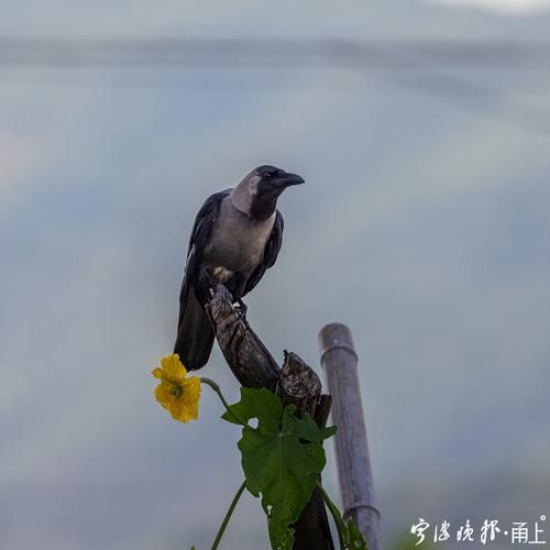 孤鸟by薄暮就茶讲了什么_孤鸟小说结局解析-第2张图片-山城妙识 孤鸟by薄暮就茶讲了什么_孤鸟小说结局解析-第2张图片-山城妙识