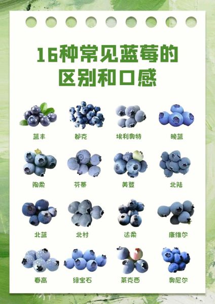 蓝莓产地哪里最好_蓝莓产地怎么选-第1张图片-山城妙识