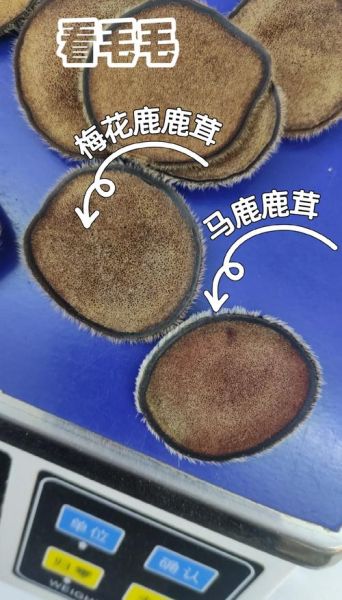 鹿角片和鹿茸片的区别_哪个更适合日常养生-第1张图片-山城妙识 鹿角片和鹿茸片的区别_哪个更适合日常养生-第1张图片-山城妙识