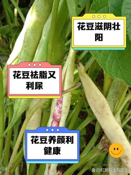 花豇豆的功效与作用禁忌_花豇豆哪些人不能吃-第1张图片-山城妙识