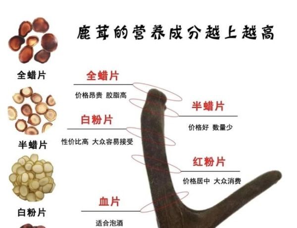 鹿角片和鹿茸片的区别_哪个更适合日常养生-第2张图片-山城妙识 鹿角片和鹿茸片的区别_哪个更适合日常养生-第2张图片-山城妙识