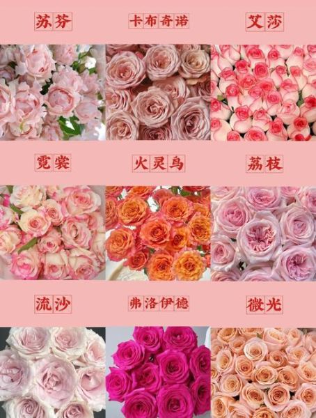 粉色玫瑰代表什么_粉色玫瑰花语大全-第1张图片-山城妙识