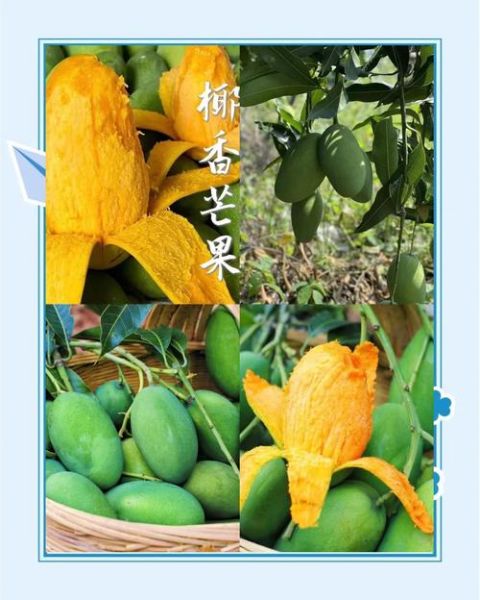 热带水果名称大全_哪些热带水果最甜-第3张图片-山城妙识 热带水果名称大全_哪些热带水果最甜-第3张图片-山城妙识