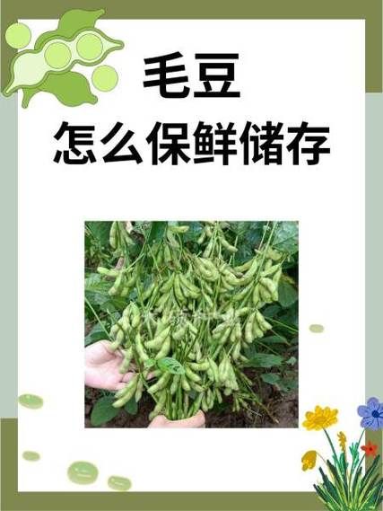 毛豆怎么煮是绿色_毛豆焯水不变黄技巧-第2张图片-山城妙识 毛豆怎么煮是绿色_毛豆焯水不变黄技巧-第2张图片-山城妙识