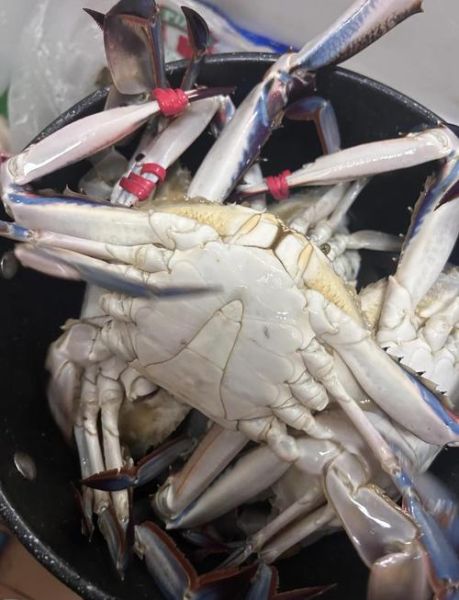 大连螃蟹价格多少钱一斤_大连螃蟹什么时候最便宜-第1张图片-山城妙识