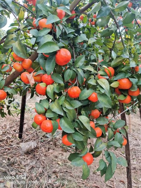 沙糖桔产地在哪里_正宗沙糖桔哪里买-第1张图片-山城妙识