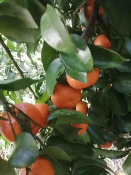 沙糖桔产地在哪里_正宗沙糖桔哪里买-第3张图片-山城妙识