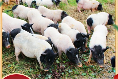 广西巴马香猪种苗多少钱一只_如何挑选纯种巴马香猪-第1张图片-山城妙识