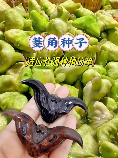 菱角什么时候种_菱角怎么种才能高产-第3张图片-山城妙识 菱角什么时候种_菱角怎么种才能高产-第3张图片-山城妙识