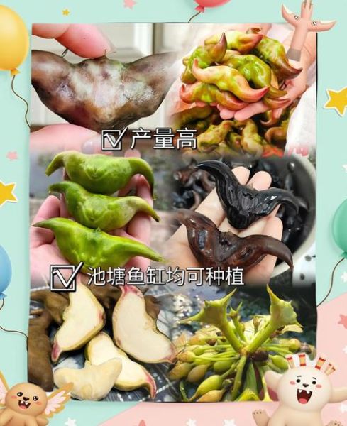 菱角什么时候种_菱角怎么种才能高产-第1张图片-山城妙识 菱角什么时候种_菱角怎么种才能高产-第1张图片-山城妙识