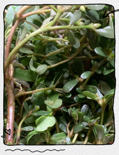 马齿苋治疗白斑有效吗_马齿苋治白斑成功案例-第1张图片-山城妙识 马齿苋治疗白斑有效吗_马齿苋治白斑成功案例-第1张图片-山城妙识