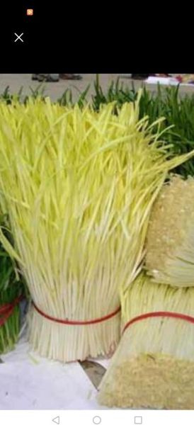 韭黄是什么_韭黄和韭菜的区别-第3张图片-山城妙识