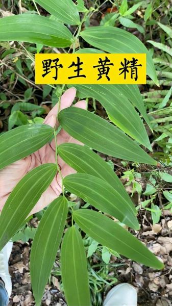 玉竹和黄精的区别_哪个更适合养生-第3张图片-山城妙识 玉竹和黄精的区别_哪个更适合养生-第3张图片-山城妙识