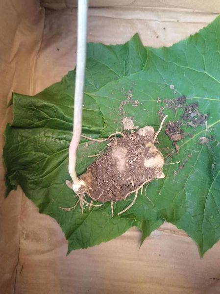 玉竹和黄精的区别_哪个更适合养生-第2张图片-山城妙识 玉竹和黄精的区别_哪个更适合养生-第2张图片-山城妙识