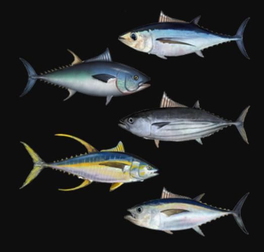 鲔鱼图片高清_鲔鱼和金枪鱼的区别-第2张图片-山城妙识