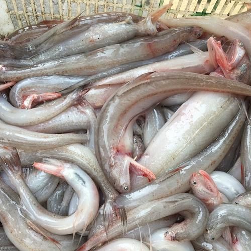 重庆豆腐鱼怎么做才正宗_重庆豆腐鱼用什么鱼最好-第3张图片-山城妙识