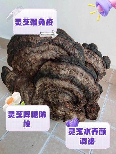 灵芝片泡水喝的正确方法_灵芝片价格多少钱一斤-第3张图片-山城妙识
