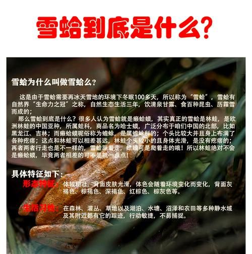 雪蛤是哪个部位_雪蛤是蛤蟆的哪个部位-第3张图片-山城妙识 雪蛤是哪个部位_雪蛤是蛤蟆的哪个部位-第3张图片-山城妙识