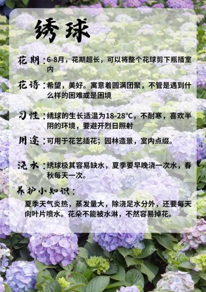 绣球花怎么养_绣球花养殖注意事项-第2张图片-山城妙识