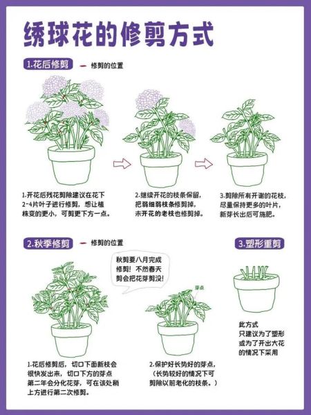 绣球花怎么养_绣球花养殖注意事项-第3张图片-山城妙识