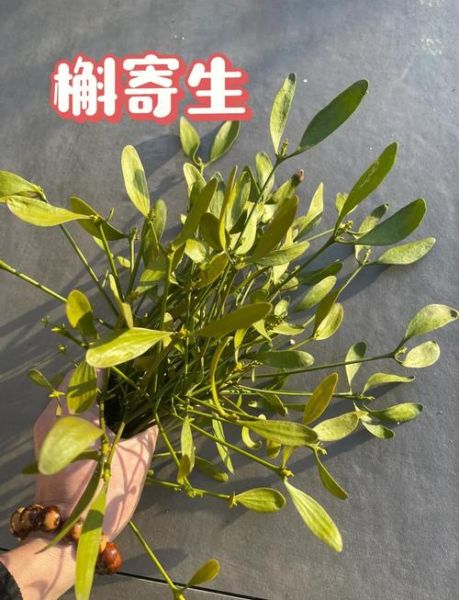 槲寄生的功效与作用_槲寄生的禁忌有哪些-第1张图片-山城妙识 槲寄生的功效与作用_槲寄生的禁忌有哪些-第1张图片-山城妙识