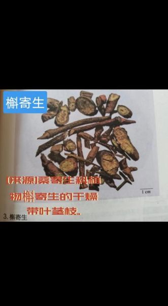 槲寄生的功效与作用_槲寄生的禁忌有哪些-第2张图片-山城妙识 槲寄生的功效与作用_槲寄生的禁忌有哪些-第2张图片-山城妙识