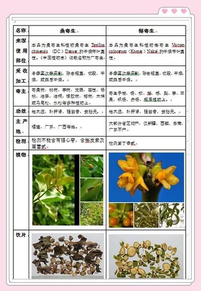 槲寄生的功效与作用_槲寄生的禁忌有哪些-第3张图片-山城妙识 槲寄生的功效与作用_槲寄生的禁忌有哪些-第3张图片-山城妙识