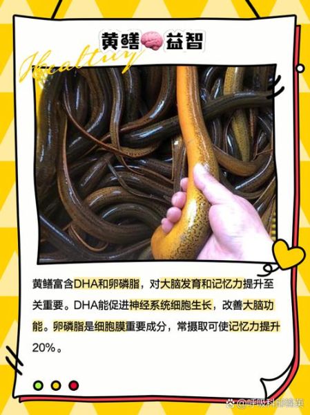 黄鳝鱼的营养价值及功效_黄鳝鱼怎么吃最补-第2张图片-山城妙识 黄鳝鱼的营养价值及功效_黄鳝鱼怎么吃最补-第2张图片-山城妙识
