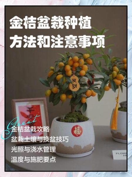 金桔盆栽怎么养_金桔盆栽的养殖方法和注意事项-第1张图片-山城妙识 金桔盆栽怎么养_金桔盆栽的养殖方法和注意事项-第1张图片-山城妙识