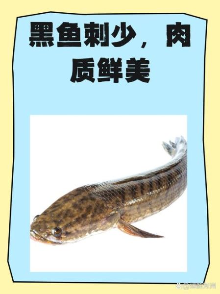 黑鱼有刺吗_黑鱼刺多不多-第1张图片-山城妙识 黑鱼有刺吗_黑鱼刺多不多-第1张图片-山城妙识