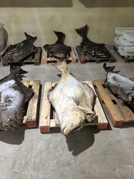 鲽鱼图片多少钱一斤_鲽鱼价格影响因素-第2张图片-山城妙识 鲽鱼图片多少钱一斤_鲽鱼价格影响因素-第2张图片-山城妙识