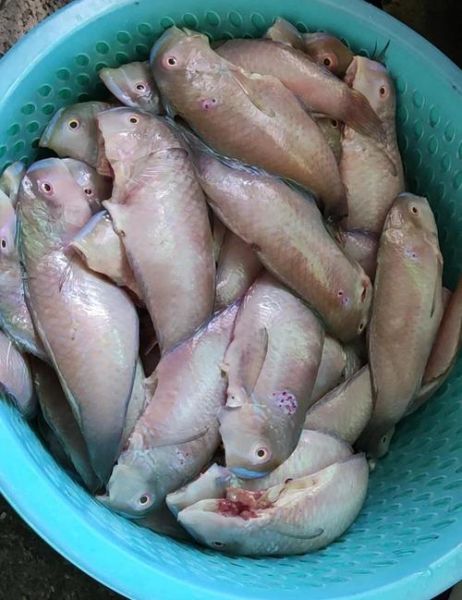 鹦哥鱼的营养价值_鹦哥鱼怎么吃最营养-第1张图片-山城妙识 鹦哥鱼的营养价值_鹦哥鱼怎么吃最营养-第1张图片-山城妙识