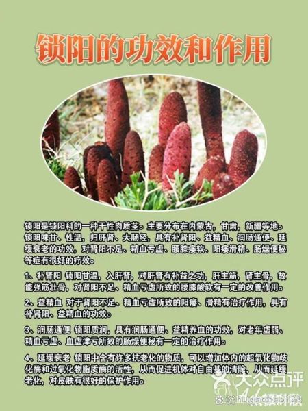 野生锁阳长什么样_如何辨别真假野生锁阳-第1张图片-山城妙识