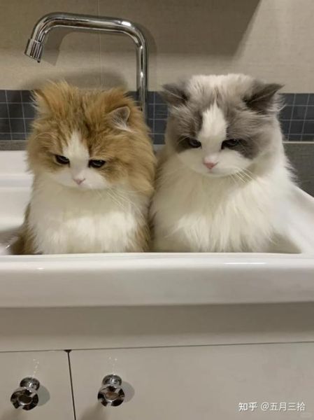 猫罐头打开能放多久_猫罐头打开后怎么保存-第3张图片-山城妙识