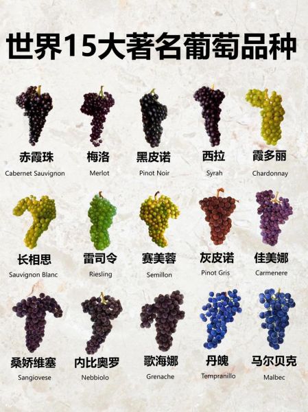 葡萄的品种有哪些_酿酒葡萄与鲜食葡萄区别-第2张图片-山城妙识 葡萄的品种有哪些_酿酒葡萄与鲜食葡萄区别-第2张图片-山城妙识
