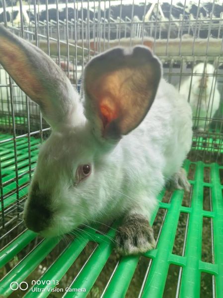 野兔肉多少钱一斤_野兔肉价格行情-第2张图片-山城妙识