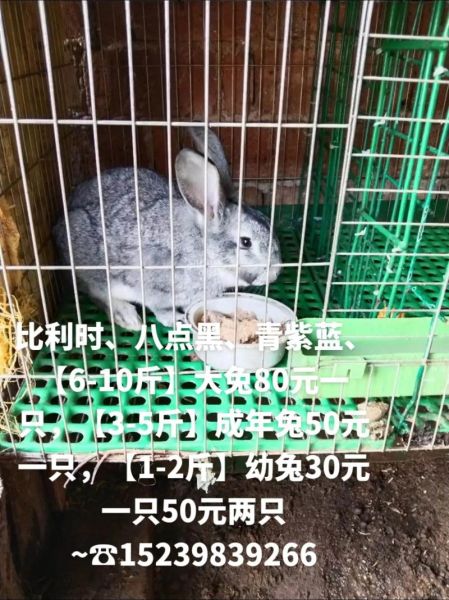 野兔肉多少钱一斤_野兔肉价格行情-第1张图片-山城妙识