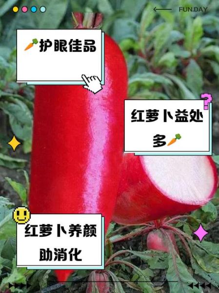 小红萝卜怎么保存_小红萝卜生吃还是熟吃-第1张图片-山城妙识