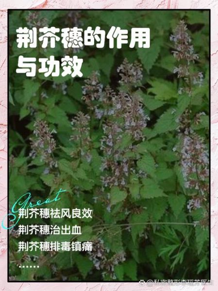 荆芥的功效与作用及禁忌症_荆芥怎么吃效果最好-第3张图片-山城妙识